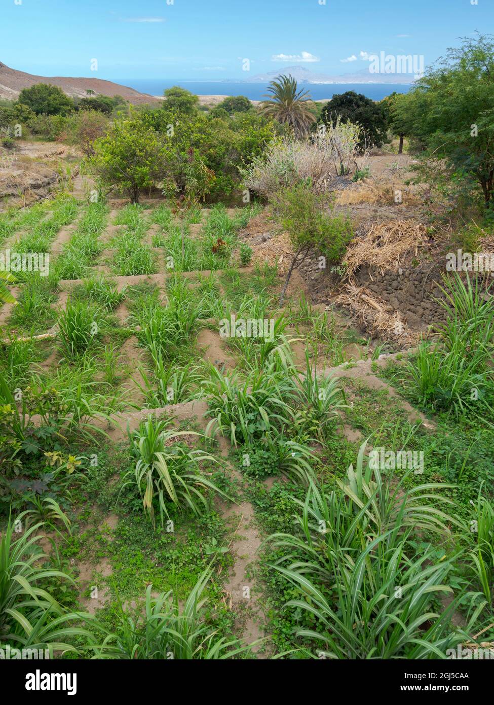 Agriculture near Lagedos. Island Santo Antao, Cape Verde Stock Photo ...