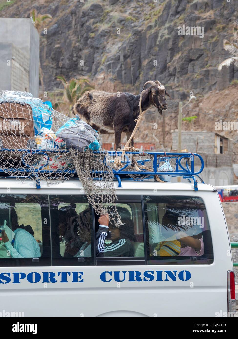 Shared taxi with goat on roof. Town Ribeira Grande on the island Santo ...