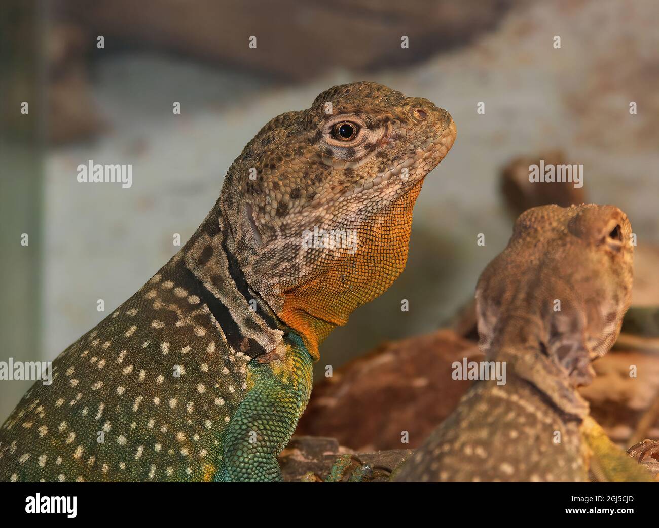 Closeup on the Baja California rock lizard, Petrosaurus thalassiinu ...