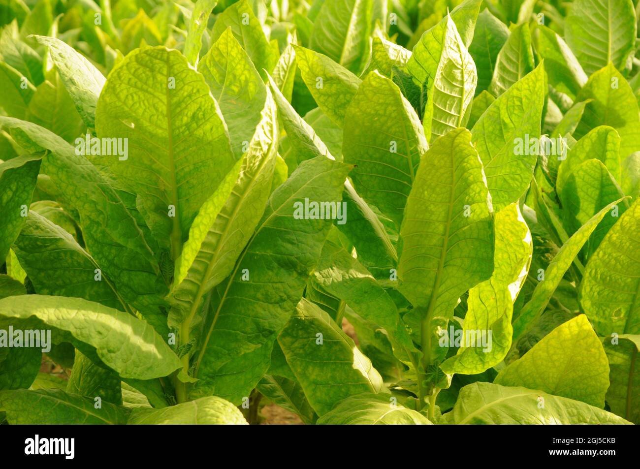 Tobacco plant hi-res stock photography and images - Alamy