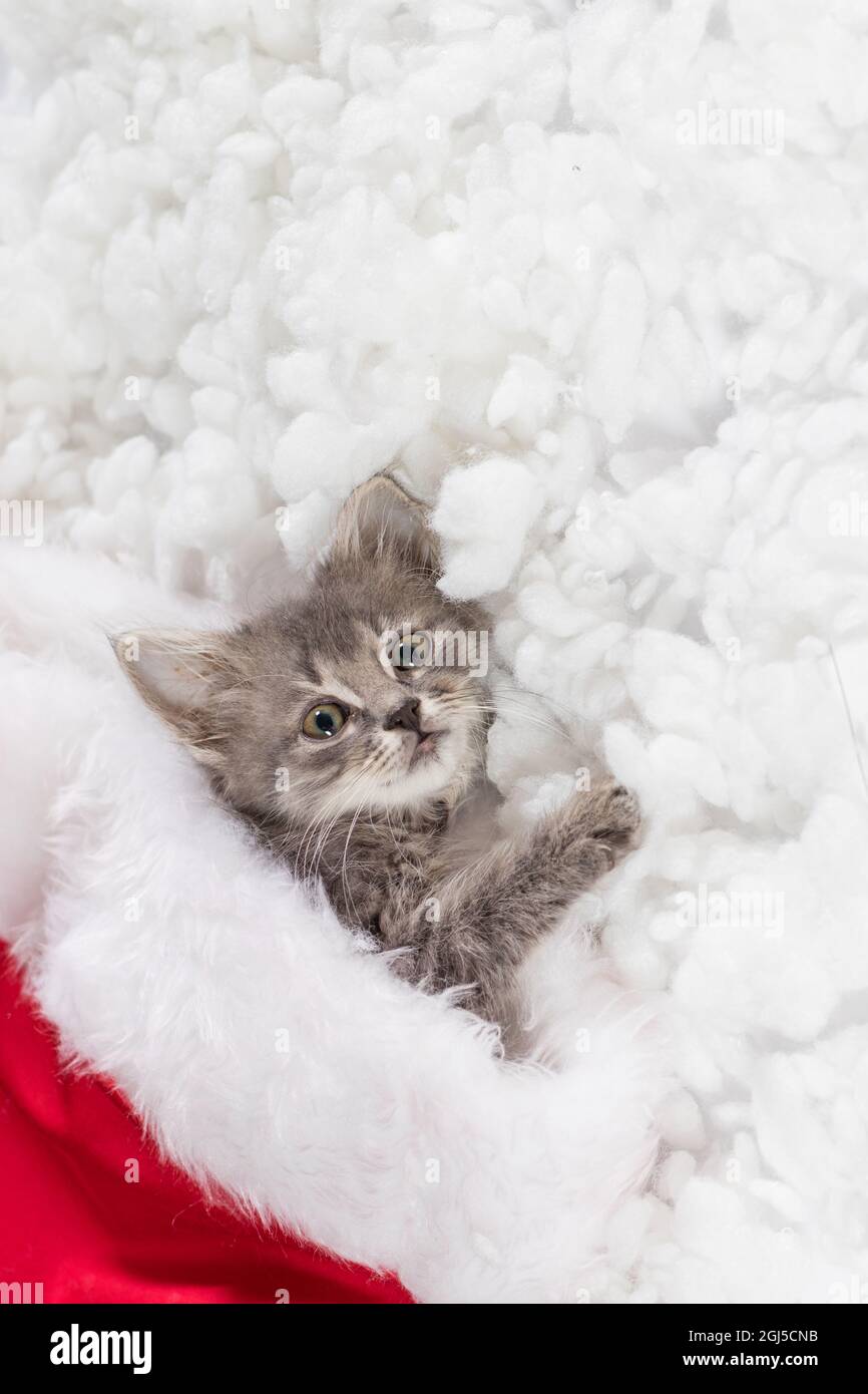 Christmas cat vertical card. Kitten looks out at the camera with place ...