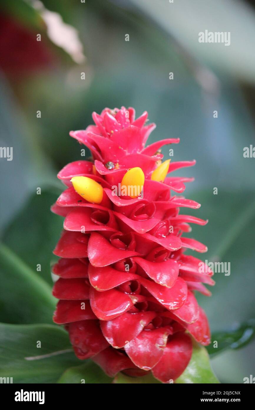 Beautiful colorful bright red flowers growing in the sunny summer ...