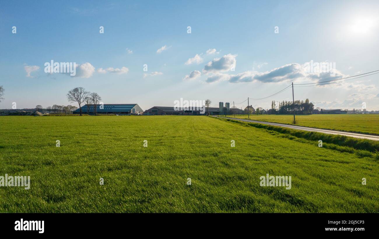 Brassica growing in the field under the sun light. High quality photo ...