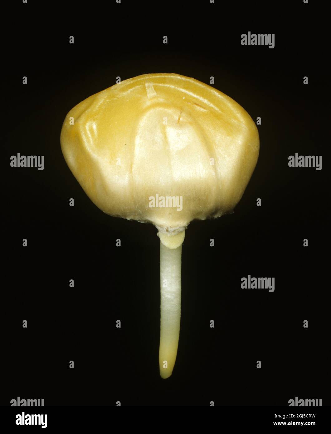 Maize or corn (Zea mays) seed beginning to germinate with radicle or ...