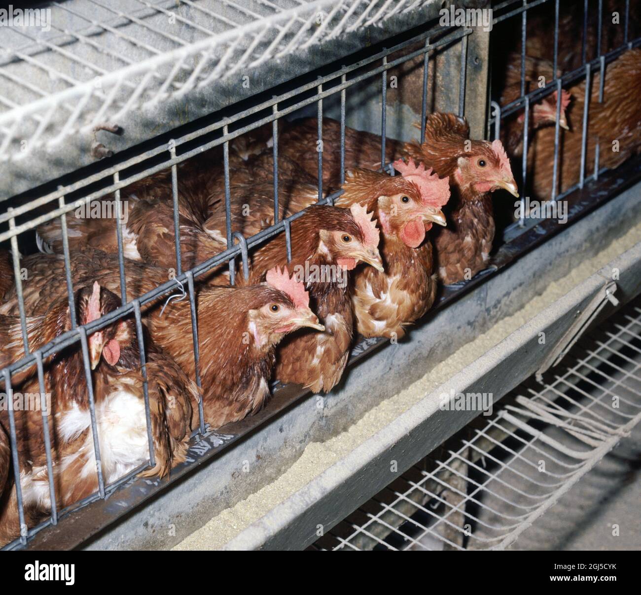 Chickens in cages hi-res stock photography and images - Alamy
