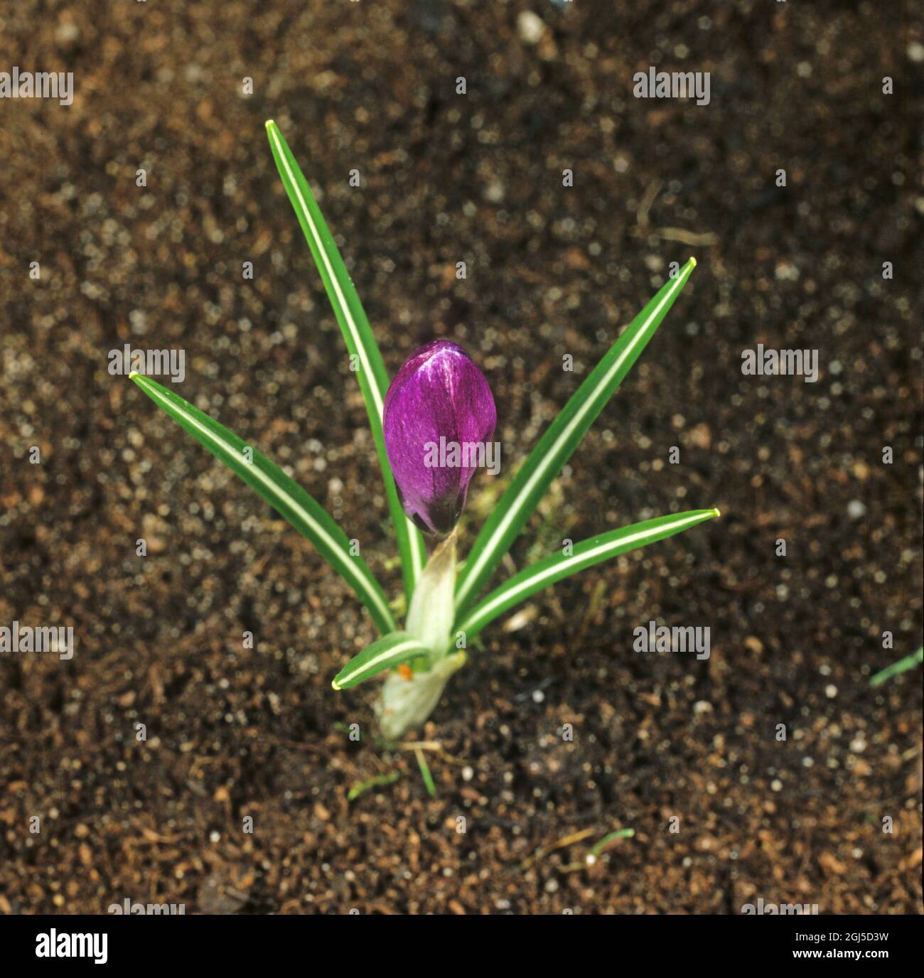 First in a series of photographs showing the bud of a prurple crocus ...
