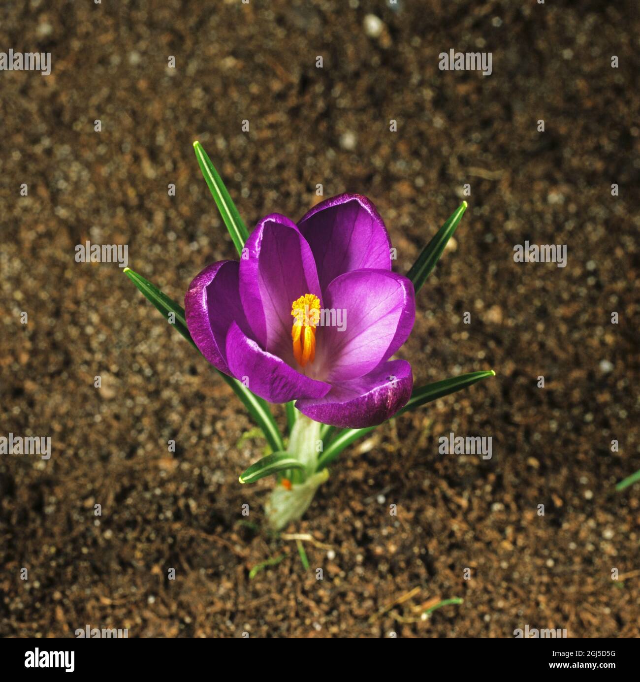 Third in a series of photographs showing the bud of a prurple crocus ...