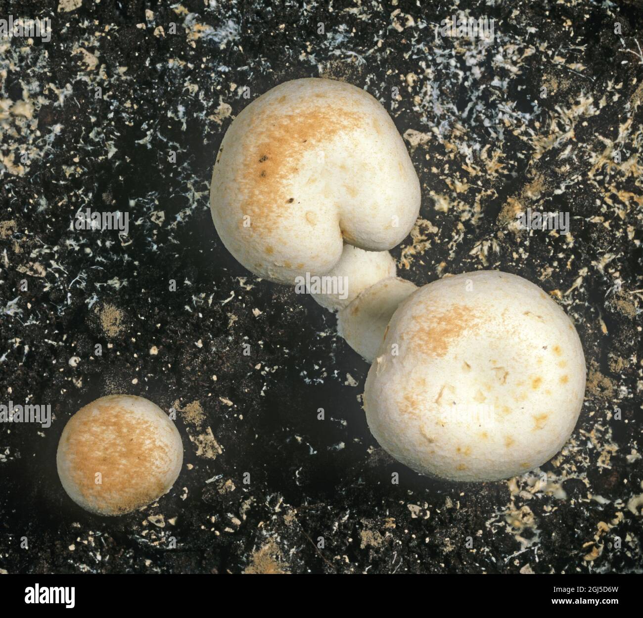 Red pepper mite (Pygmephorus sellnicki) spols cultivated mushrooms and ...