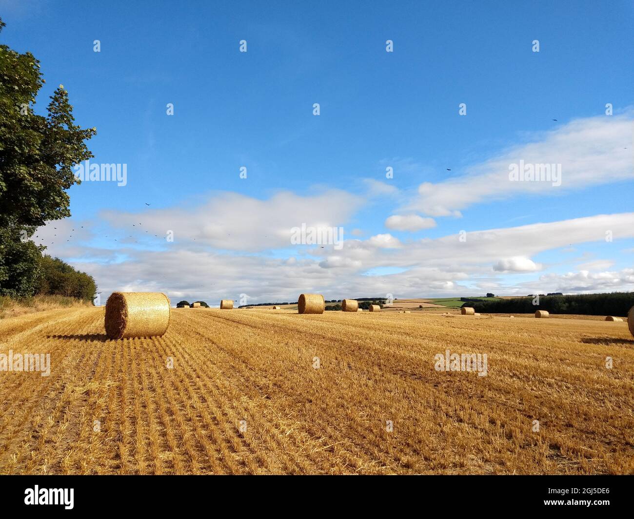 Scotland farming hi-res stock photography and images - Alamy
