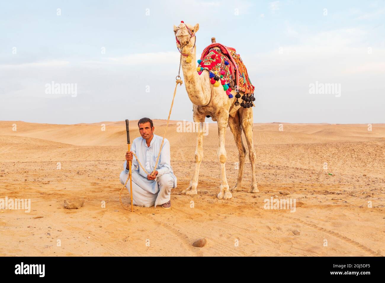Africa, Egypt, Cairo. Giza plateau. October 3, 2018. Camel driver with ...