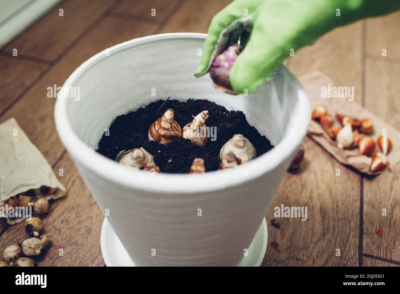 Gardener planting bulbs in pot at home. Narcissus, hyacinth bulbs ...