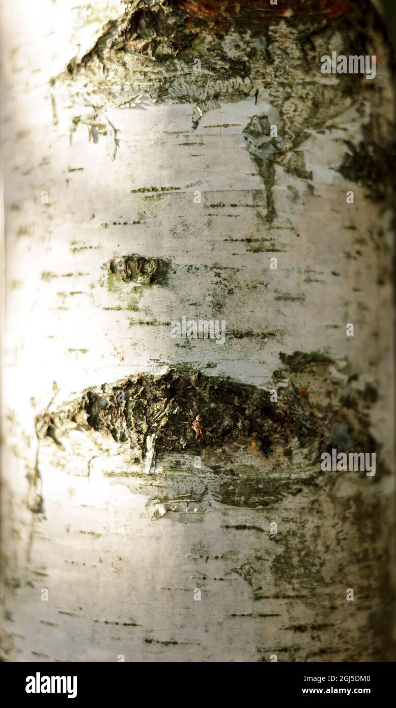 Natural background in abstract style Old birch tree bark embossed texture with beautiful ...