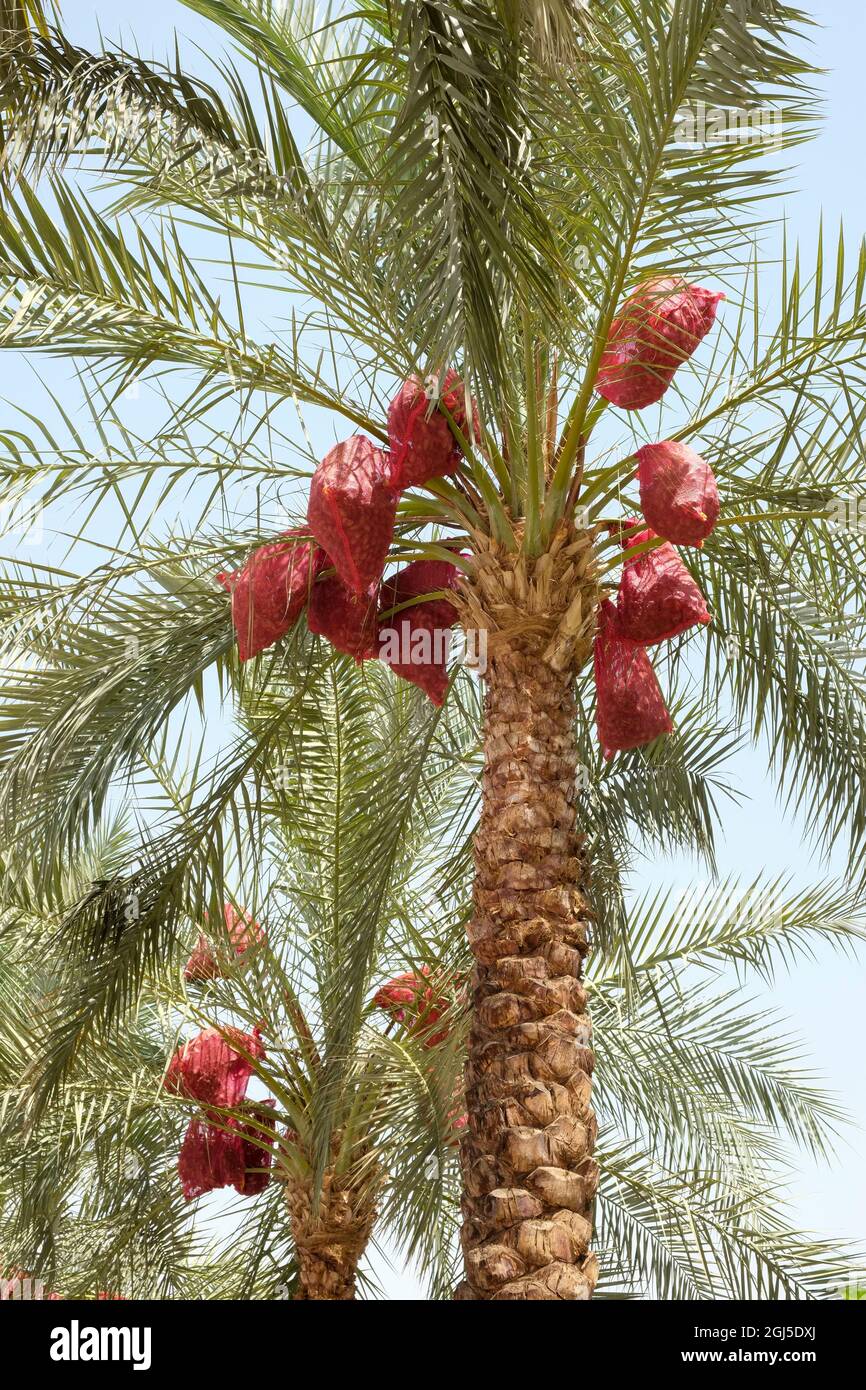 Bags protecting dates on a date palm tree. Aswan, Egypt Stock Photo - Alamy