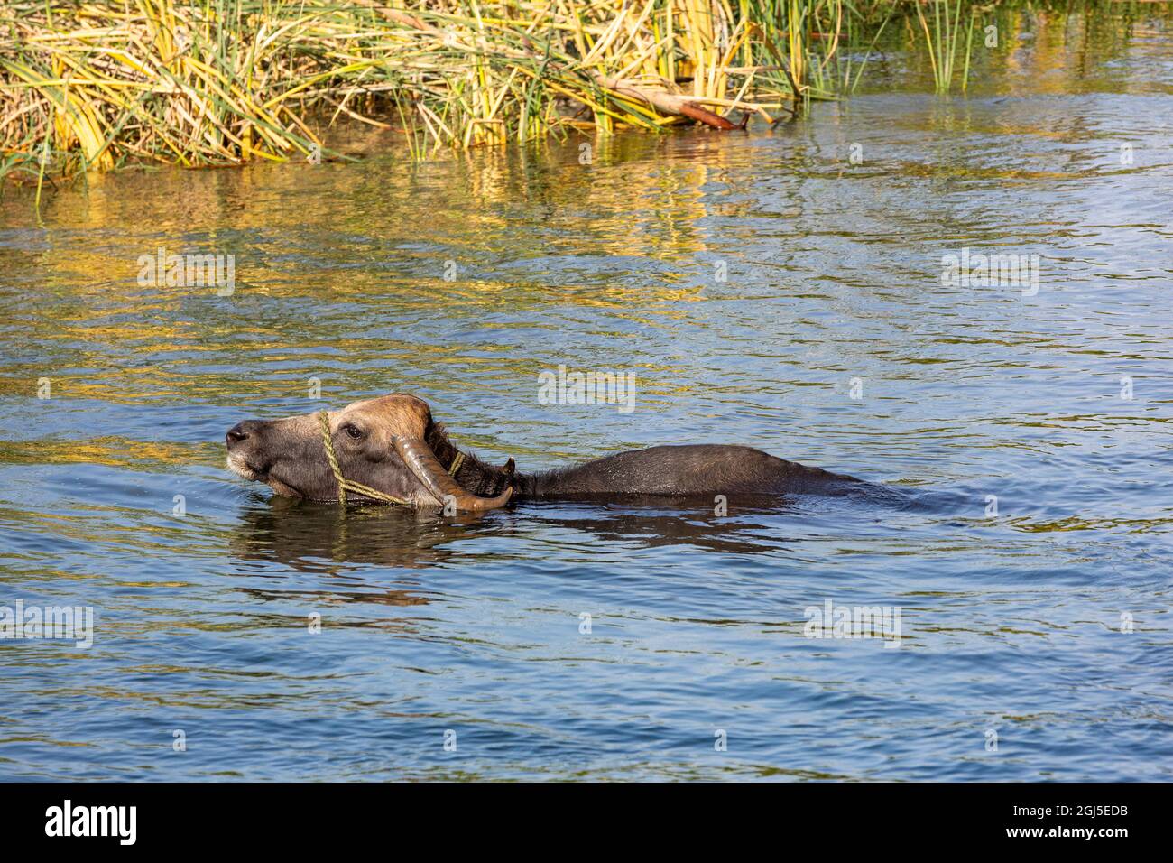 Egypt. Water buffalo swimming in Nile river. (Editorial Use Only Stock ...