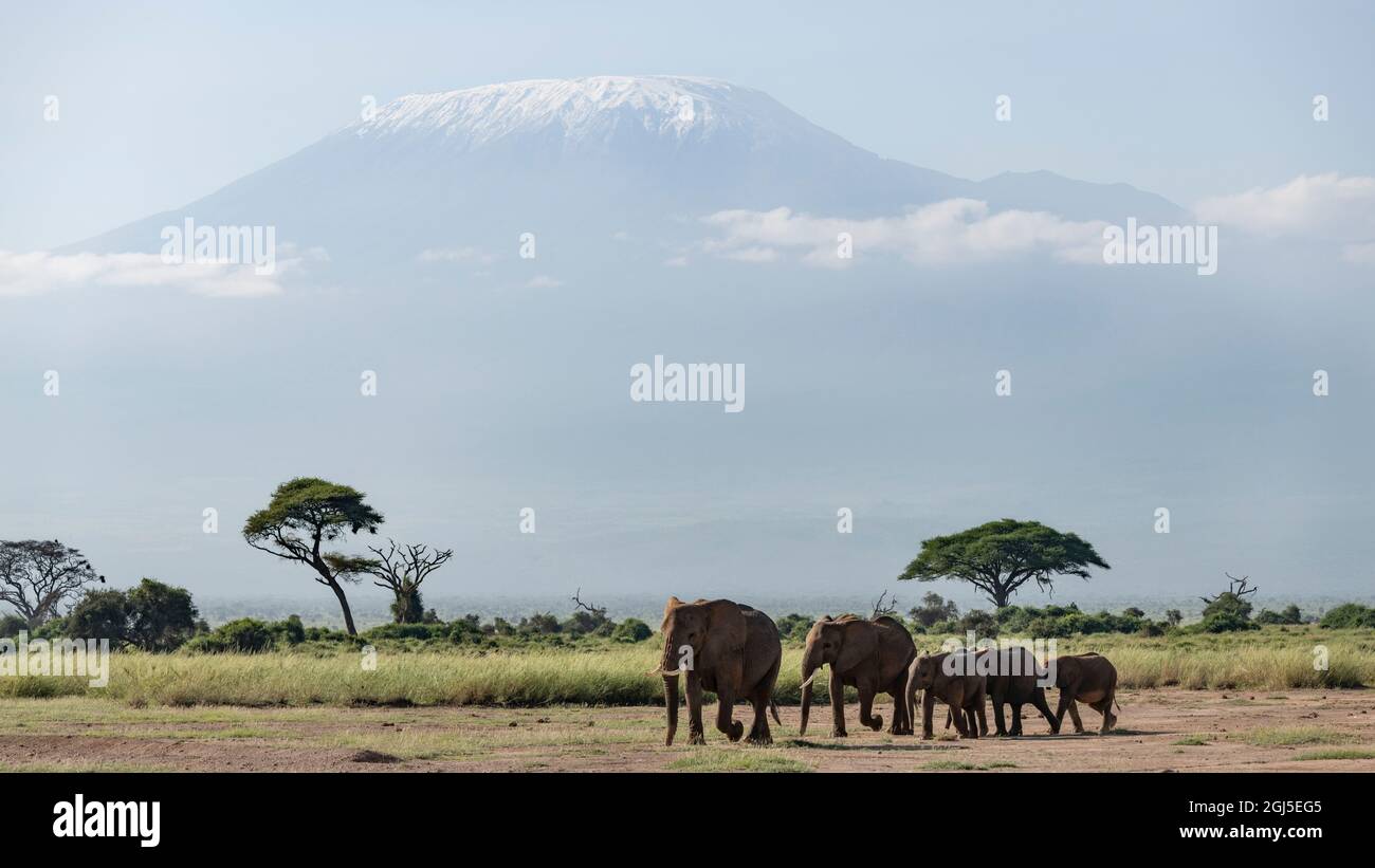 Africa, Kenya, Amboseli National Park. Elephants and Mount Kilimanjaro ...