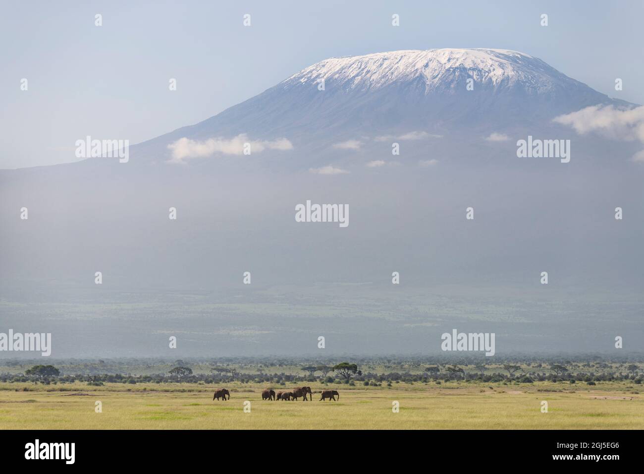 Africa, Kenya, Amboseli National Park. Elephants and Mount Kilimanjaro ...