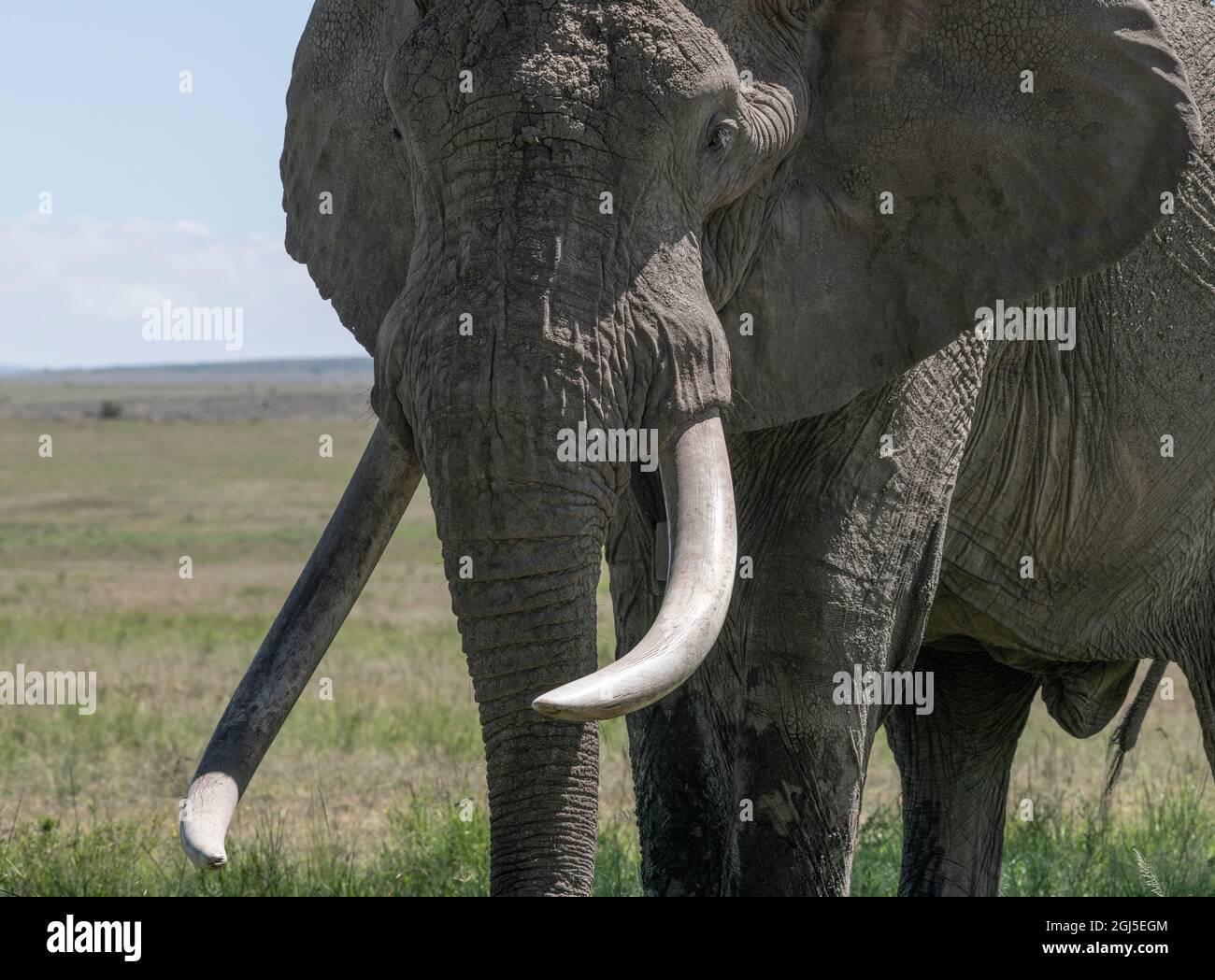 Africa, Kenya, Amboseli National Park. Close-up of elephant. Credit as ...