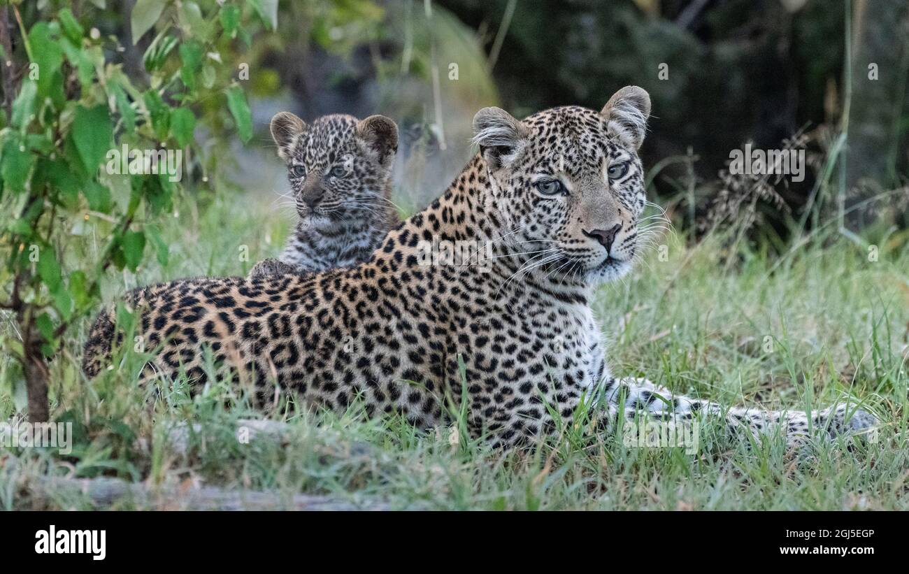 Leopard mother with cub hi-res stock photography and images - Alamy