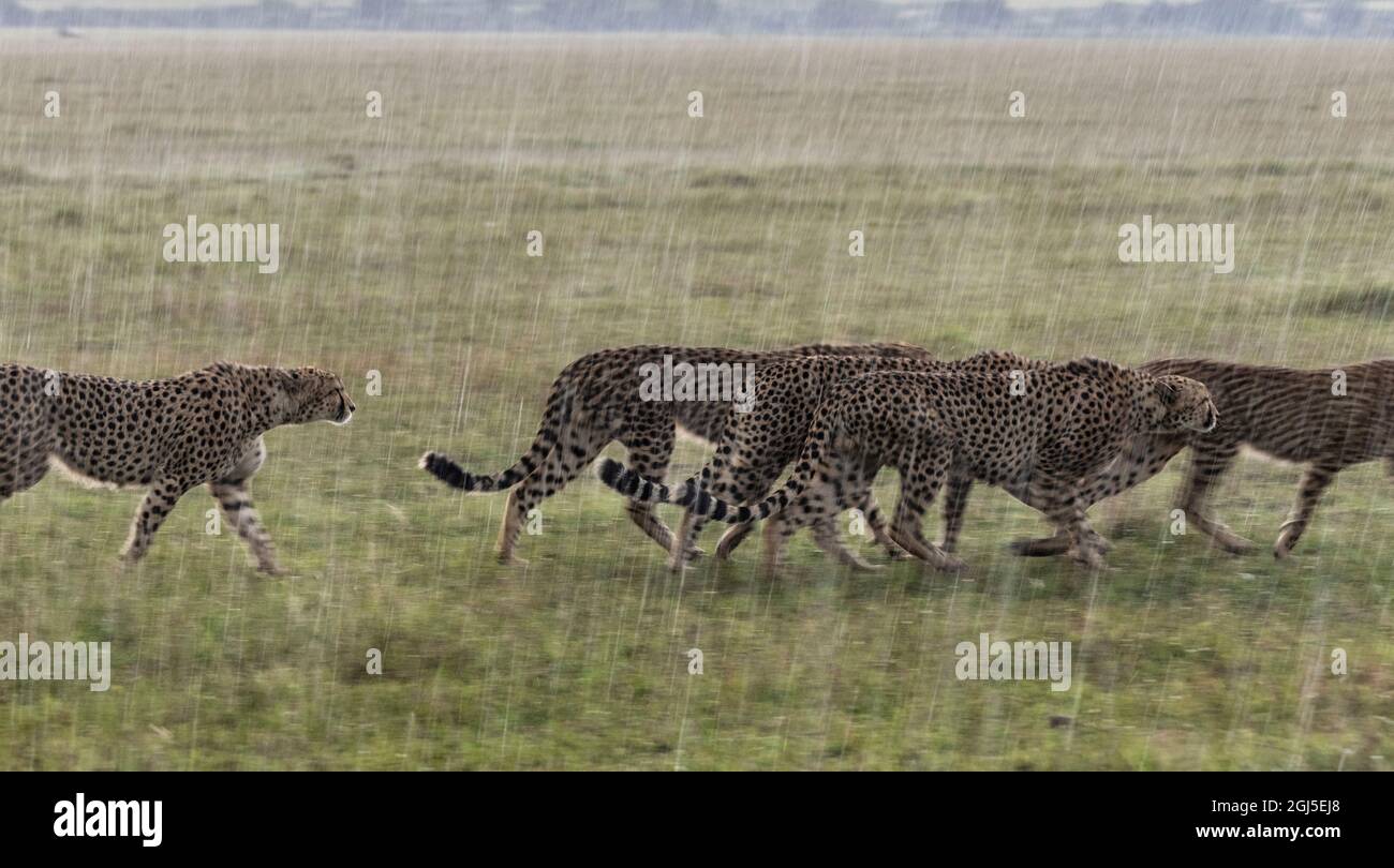 Cheetahs walking hi-res stock photography and images - Alamy