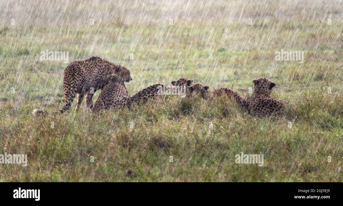 Cheetah in rain hi-res stock photography and images - Alamy
