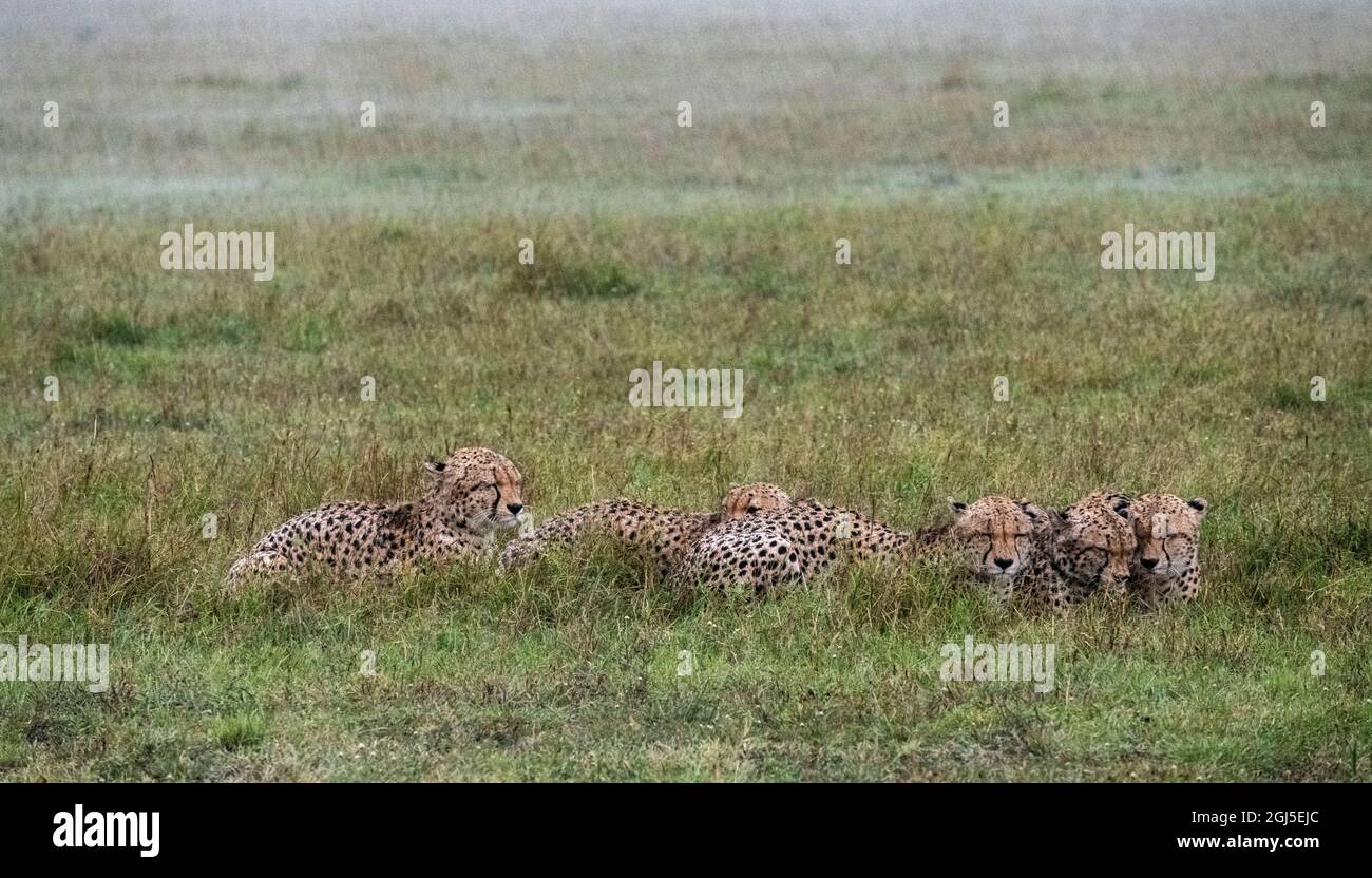 Cheetah in rain hi-res stock photography and images - Alamy