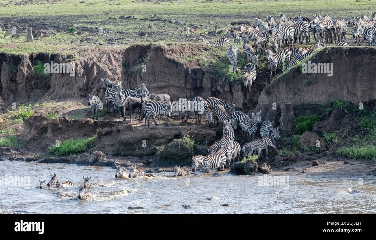 Mara river crossing zebra crocodile hi-res stock photography and images ...