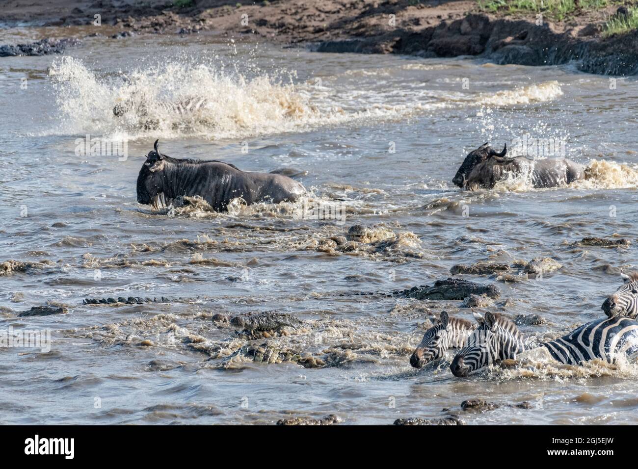 Attacking wildebeest hi-res stock photography and images - Alamy