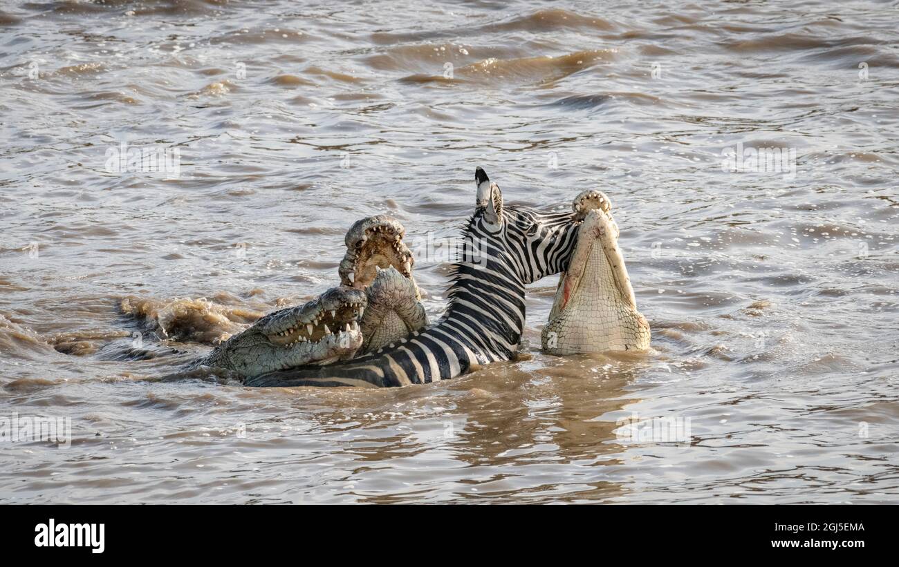 Mara river crossing zebra crocodile hi-res stock photography and images ...