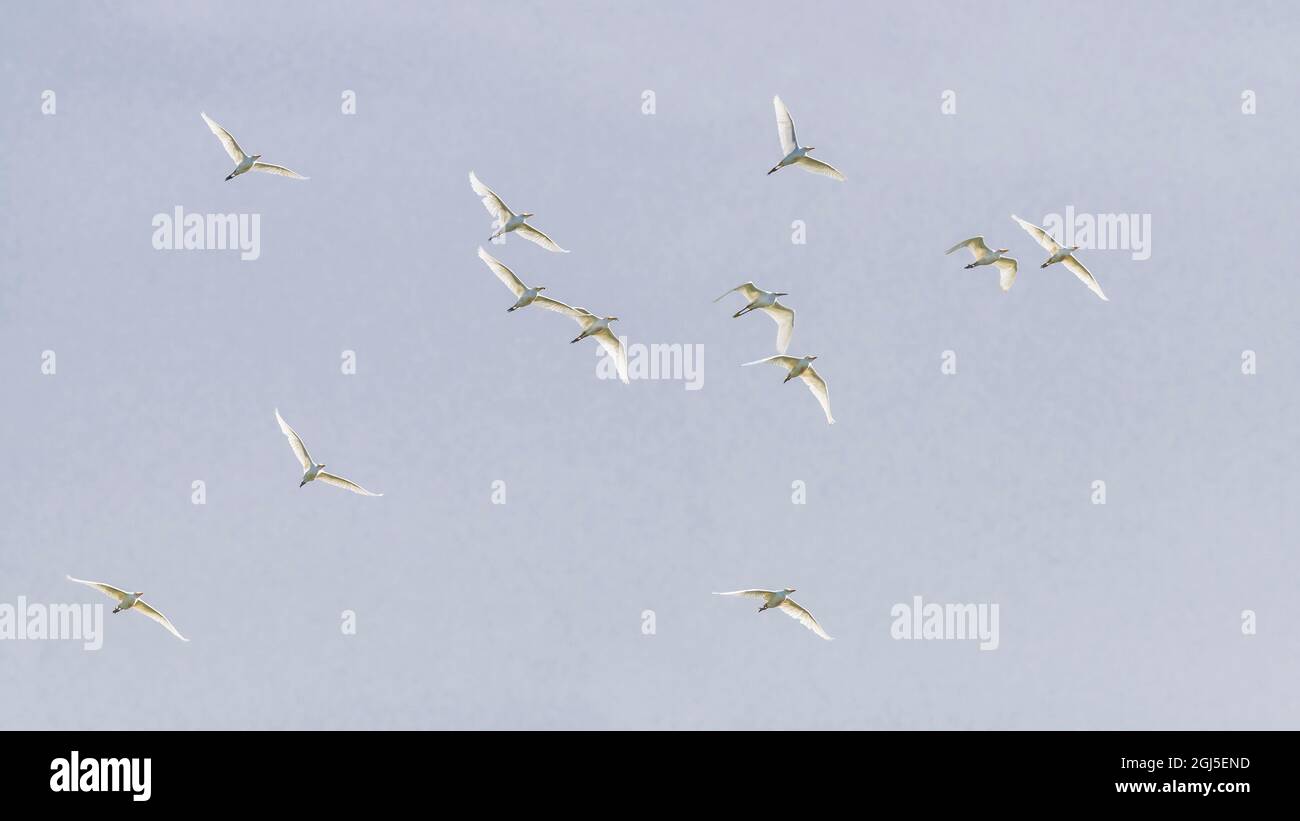 Africa, Kenya, Amboseli National Park. Flock of egrets in flight ...