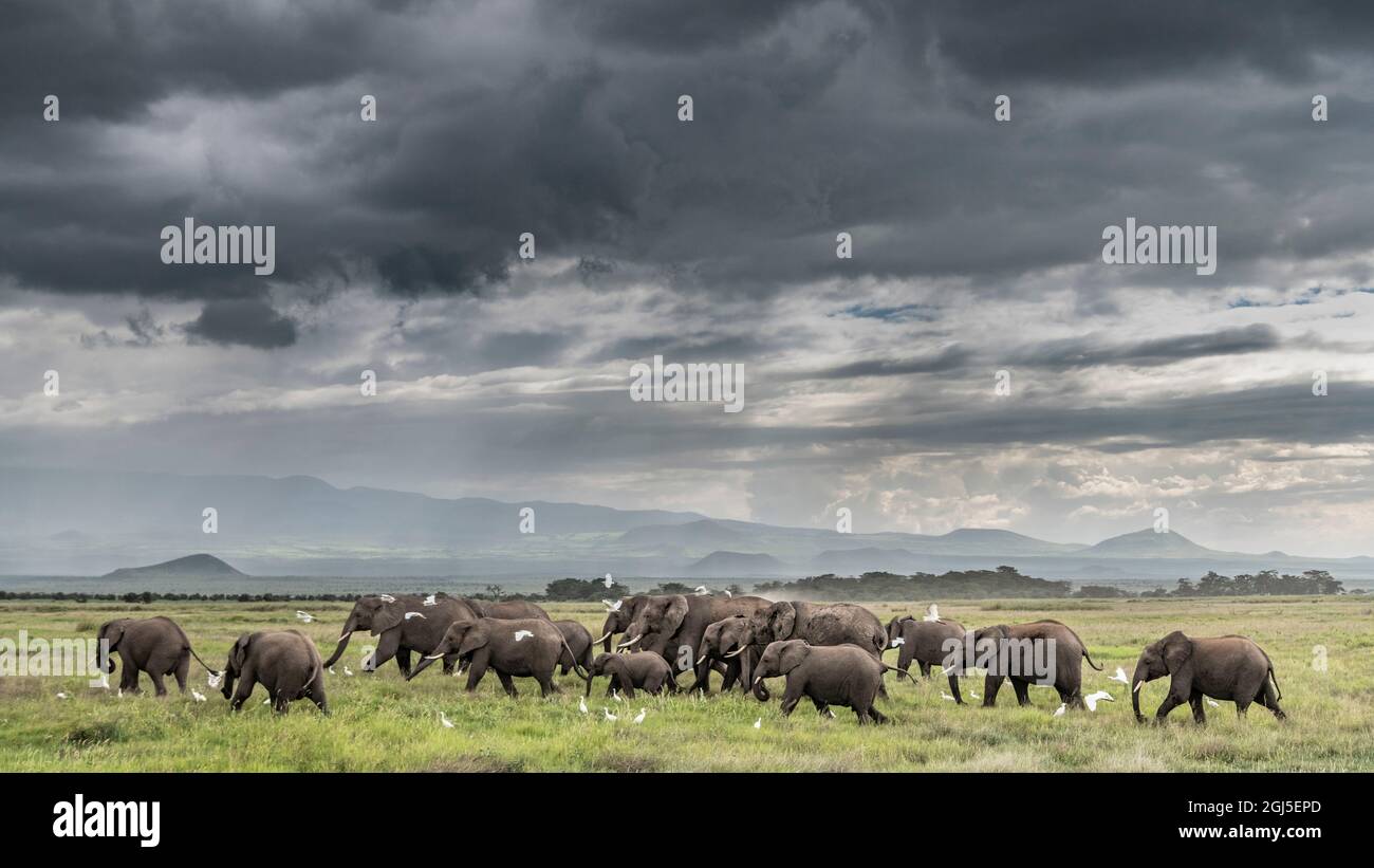 Africa, African elephant, Amboseli National Park. Elephant herd walking ...
