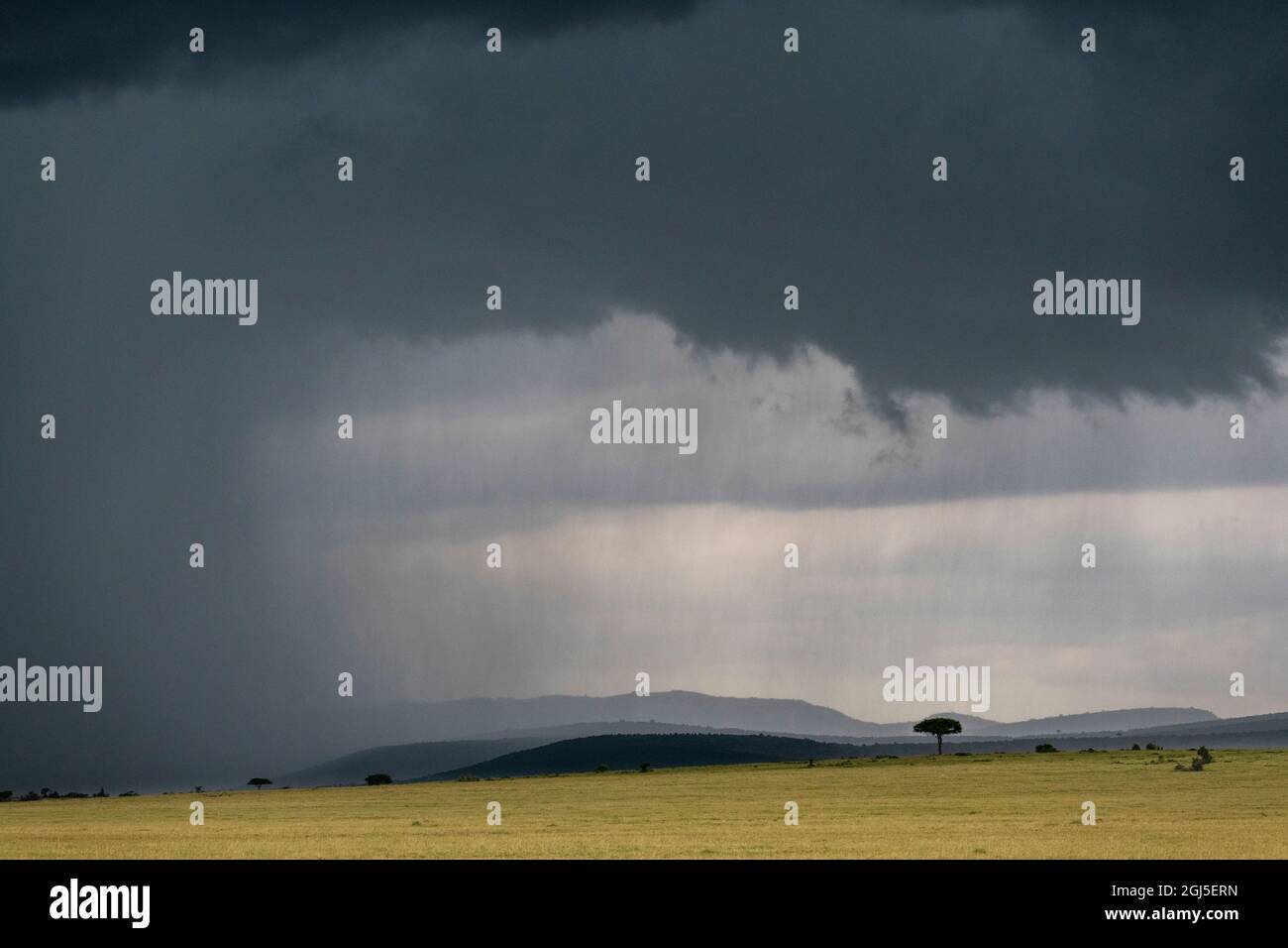 Africa, Kenya, Maasai Mara National Reserve. Rainstorm over plain ...