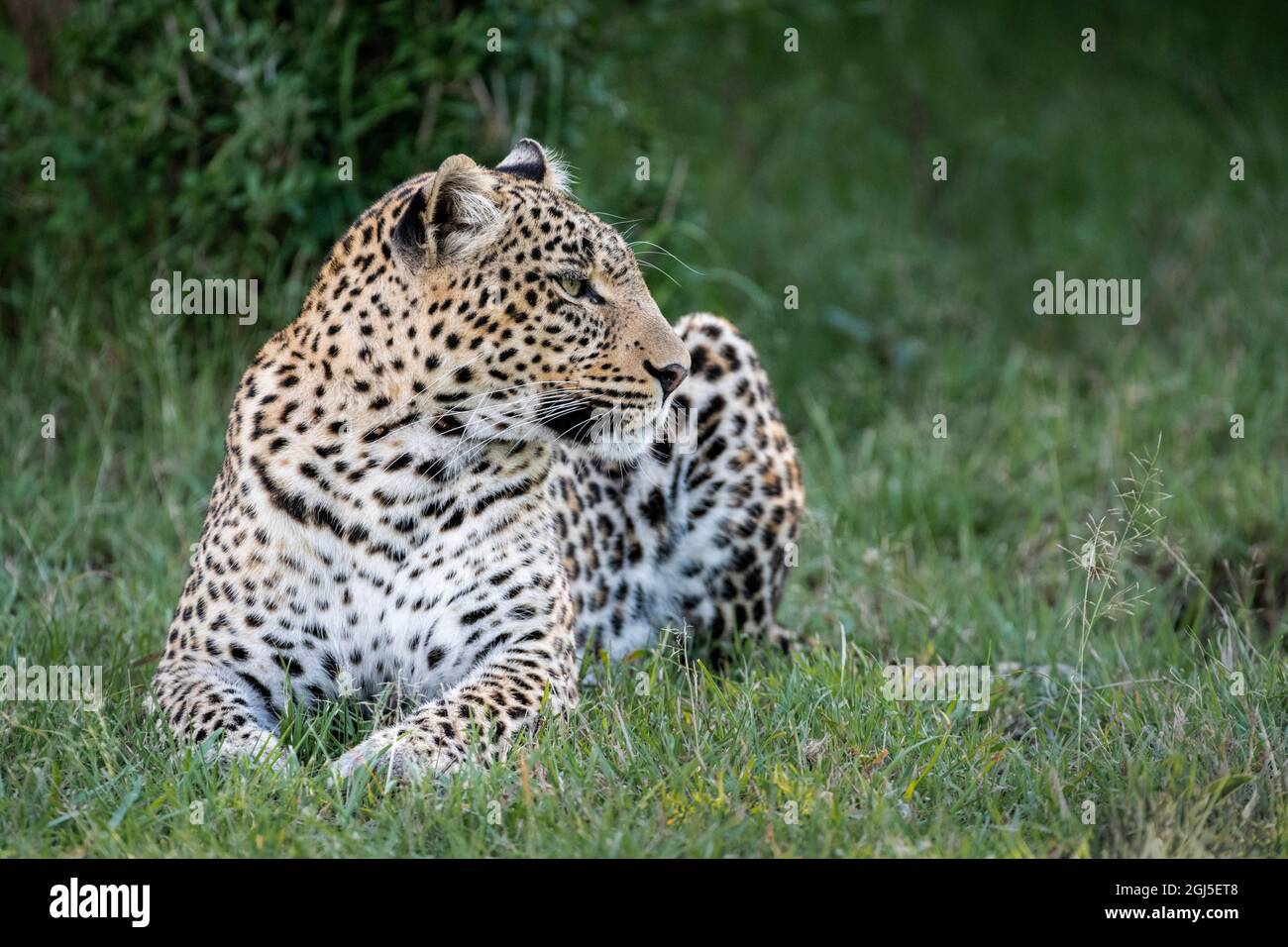 Africa, Kenya, Maasai Mara National Reserve. Close-up of resting leopard. Credit as: Bill Young ...