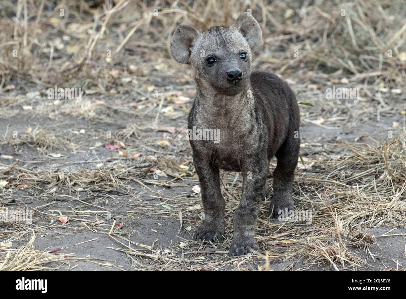 Young hyena hi-res stock photography and images - Alamy