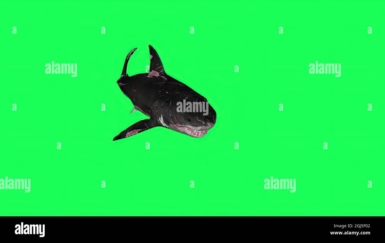 3d illustration - Shark In A Green Screen - background Stock Photo - Alamy