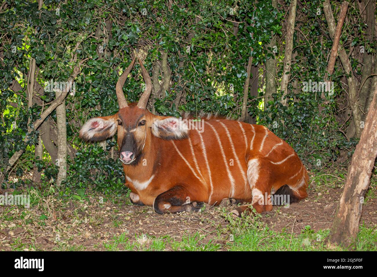 An endangered African bongo Stock Photo - Alamy