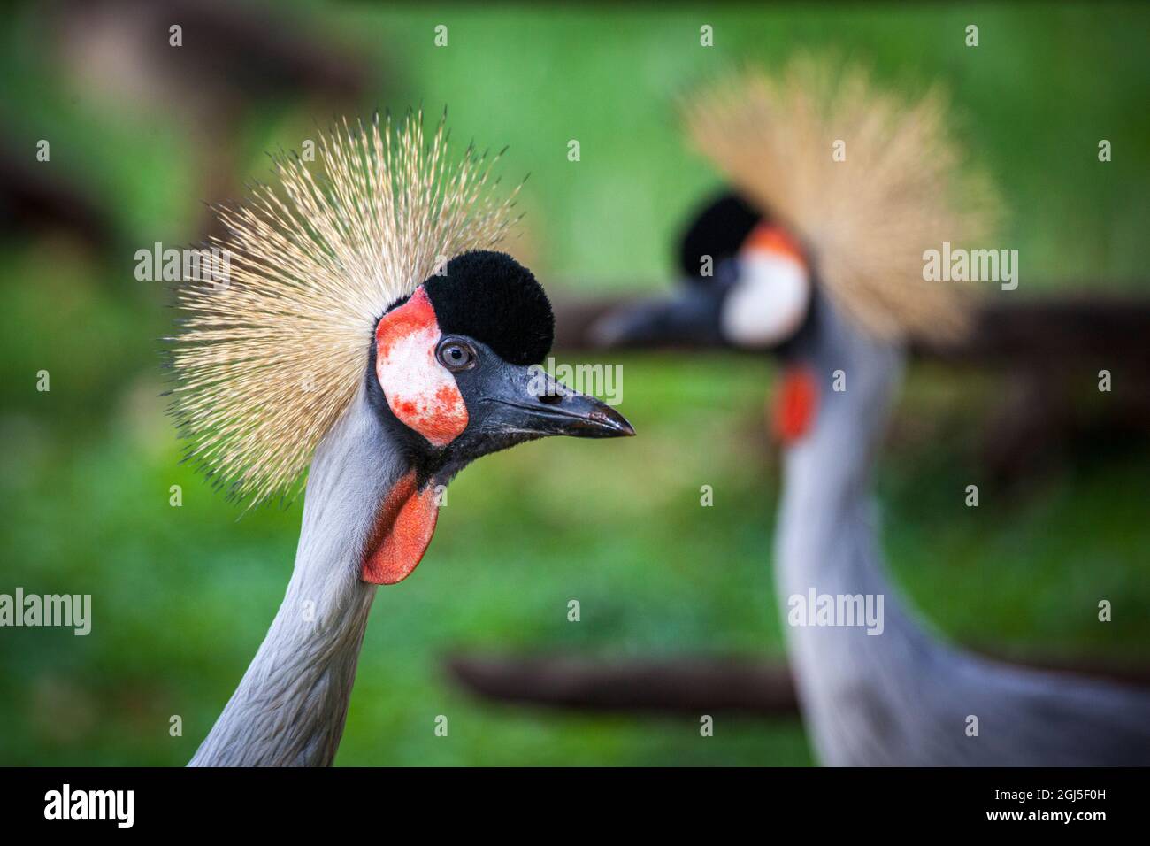 Grey crowned crane Stock Photo - Alamy