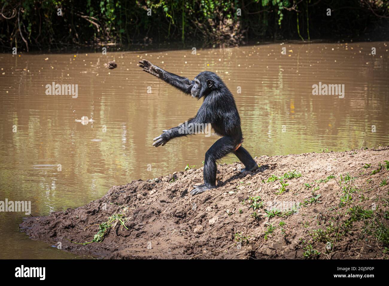 Chimpanzee throwing a rock across a river at another troop of chimps ...