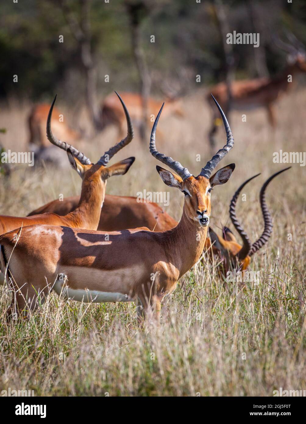 Buck impala, vocalizing, on the Masai Mara, Kenya Stock Photo - Alamy