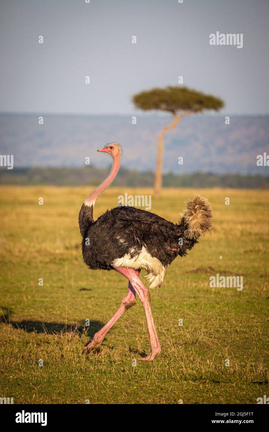 An ostrich displays for other birds. Kenya Stock Photo - Alamy