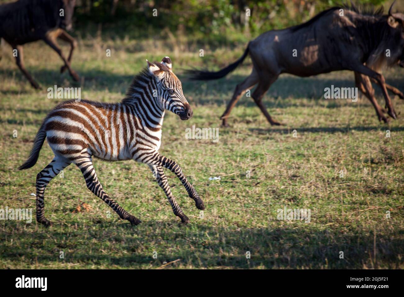 A plains zebra colt runs, jumps, and plays among a herd of other ...