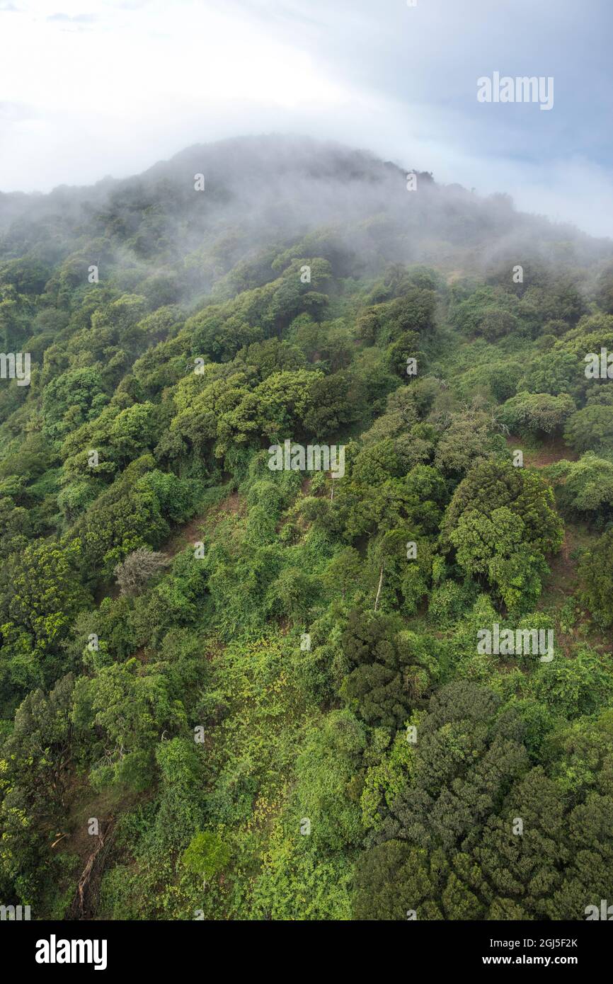Africa, Kenya, Ngong Hills Nature Reserve, Aerial view of forest ...