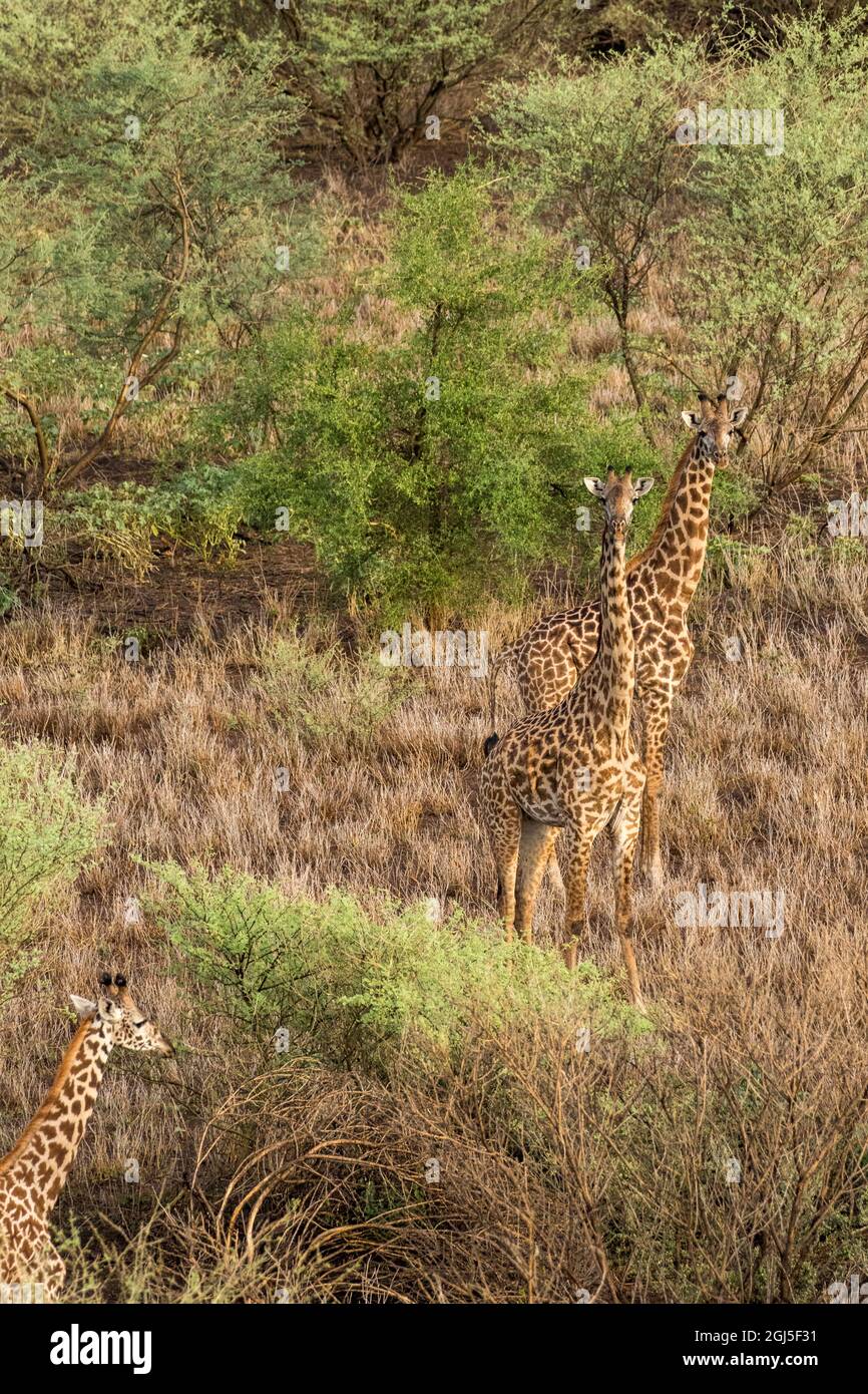 Aerial view giraffes standing hi-res stock photography and images - Alamy