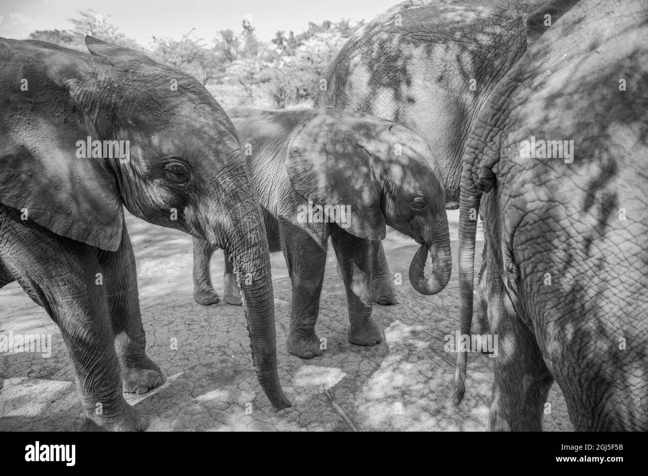 Africa, Kenya, Nairobi, Orphaned baby Elephants (Loxodonta africana ...