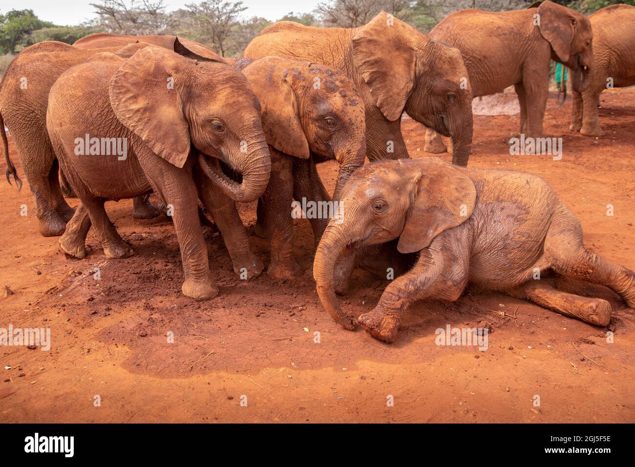 Africa, Kenya, Nairobi, Orphaned baby Elephant (Loxodonta africana ...
