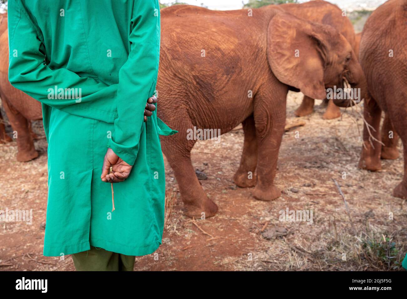 Toothbrush tree hi-res stock photography and images - Alamy