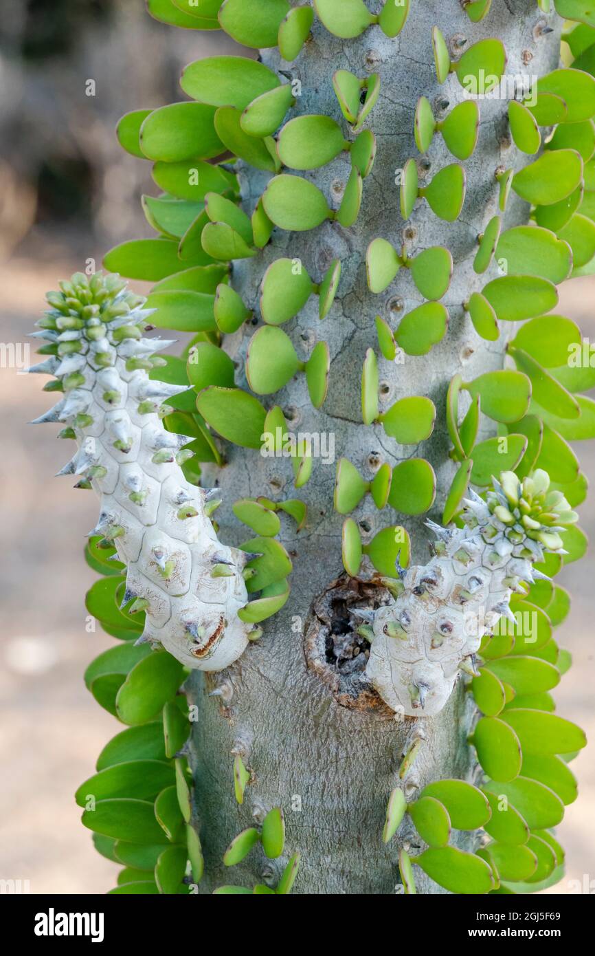 Africa, Madagascar Spiny Forest, Anosy. Madagascar ocotillo plants with ...