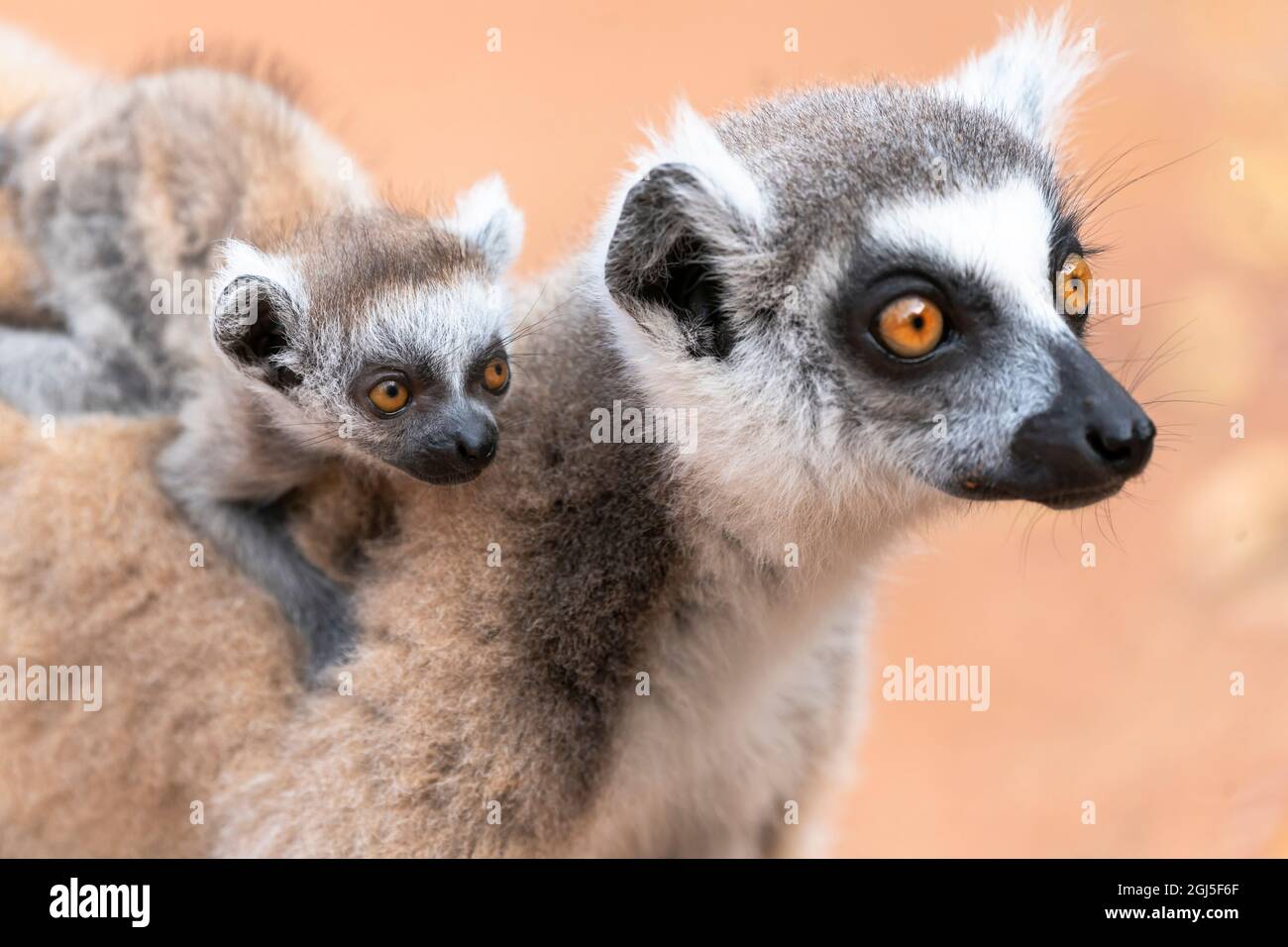 Africa, Madagascar, Anosy, Berenty Reserve. A baby ring-tailed lemur ...