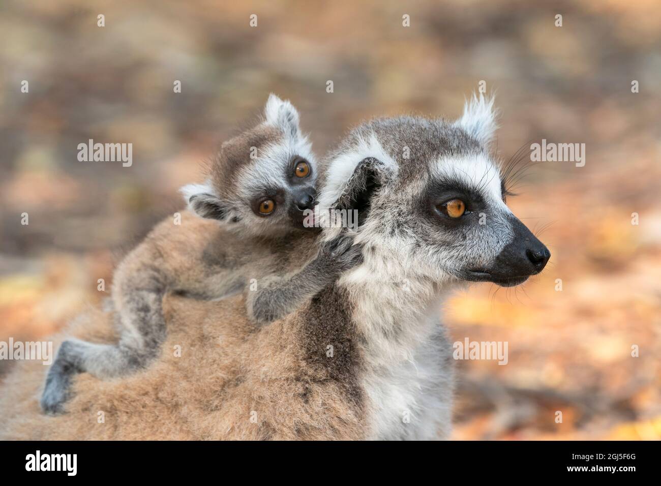 Ring tailed lemur with baby on back hi-res stock photography and images ...
