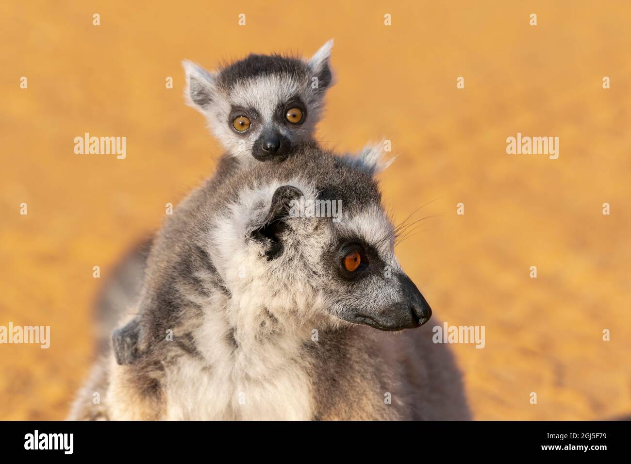 Africa, Madagascar, Anosy, Berenty Reserve. Ring-tailed lemur, Lemur ...
