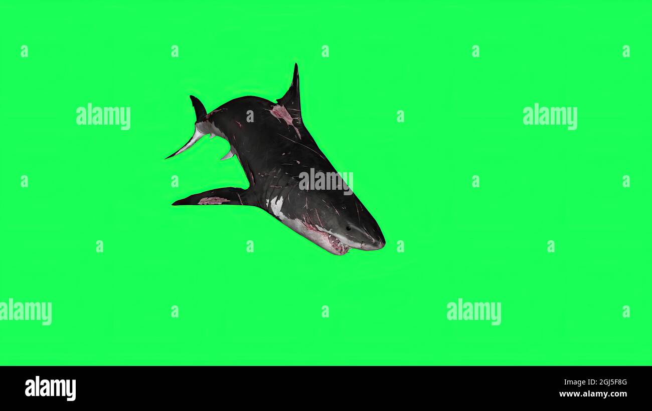 3d illustration - Shark In A Green Screen - background Stock Photo - Alamy